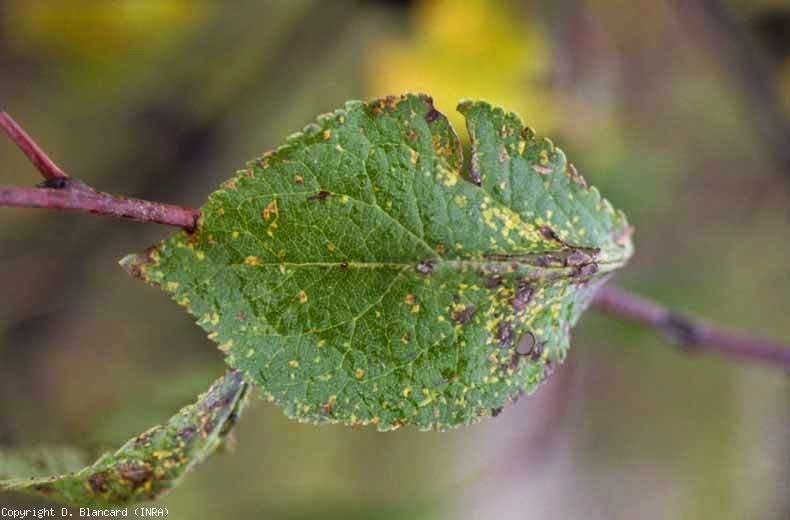 Le Douaire. Île de Vivre.: Tout savoir sur le prunier (les prunes ...
