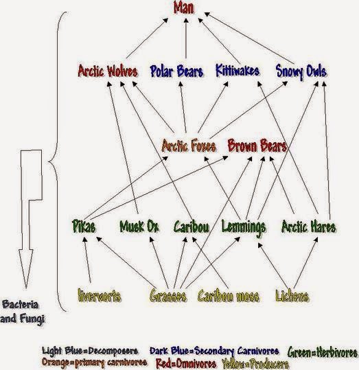 The Tundra Biome: FOOD WEB