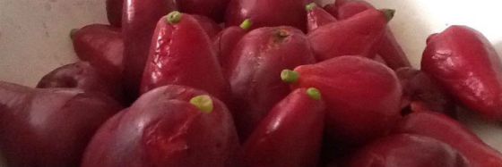 Fruta típica en Venezuela conocida como POMAGÁS o POMALACA - Flores de ...