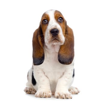 DOG FOODS AND DOG BREEDS: DOGS BREED Beauceron