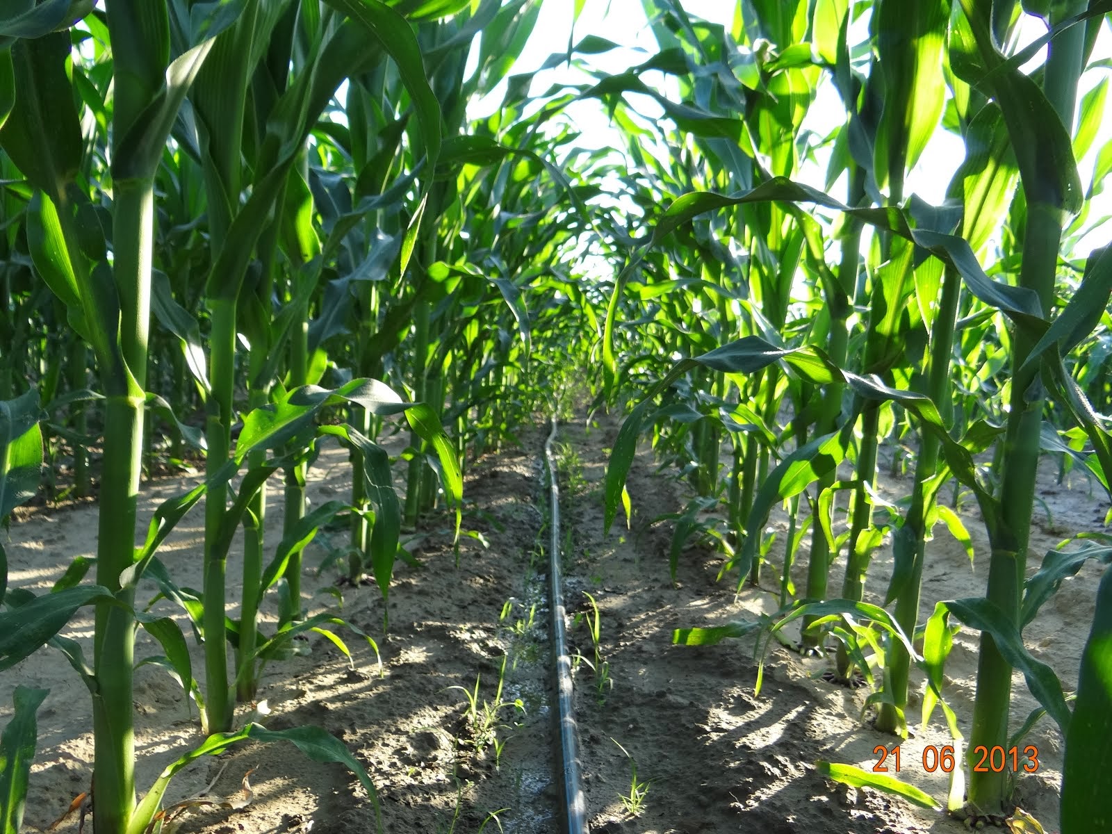 Поливане на царевица за добиви от 2 тона - Maize drip irrigation