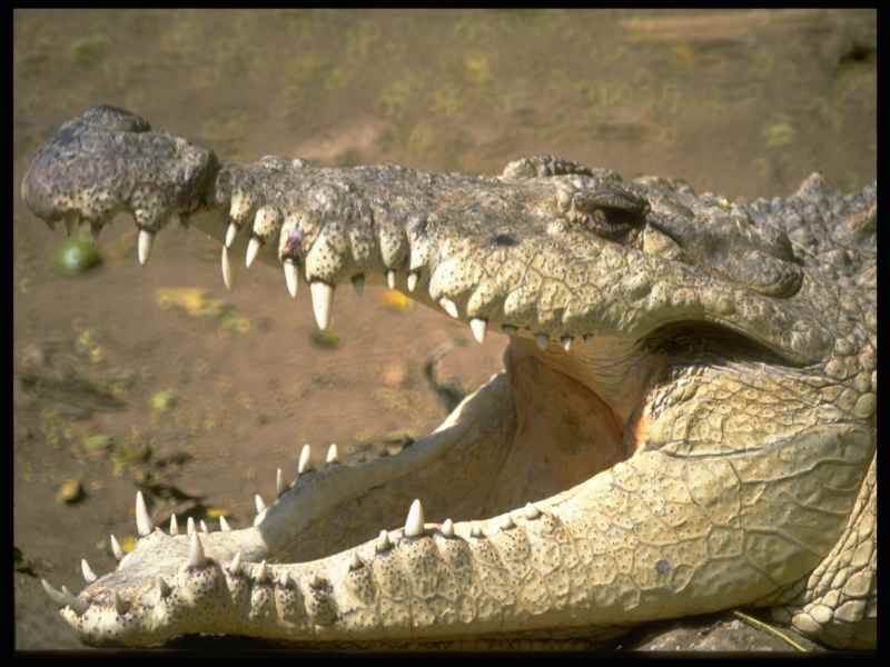 Sano, sano, requetesano: Abrazado a un cocodrilo