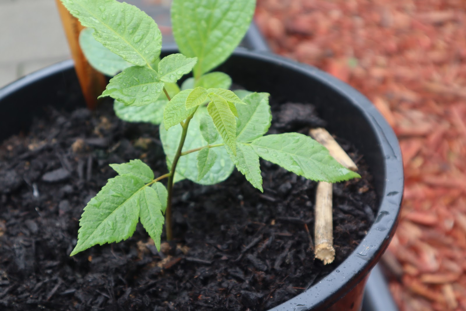 David's Blog: Butternut Trees Sprouting