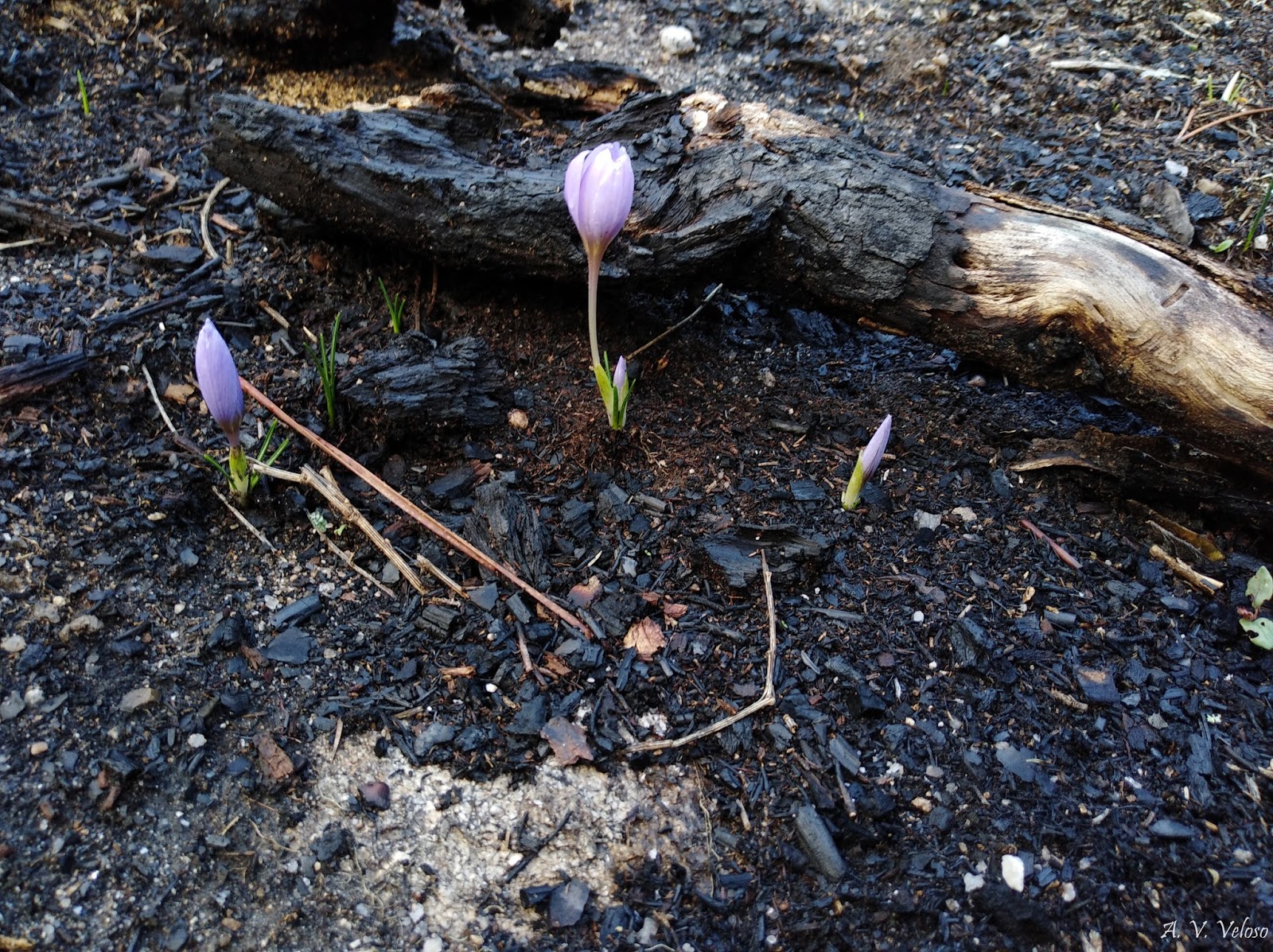 El falso azafrán – Crocus nudiflorus