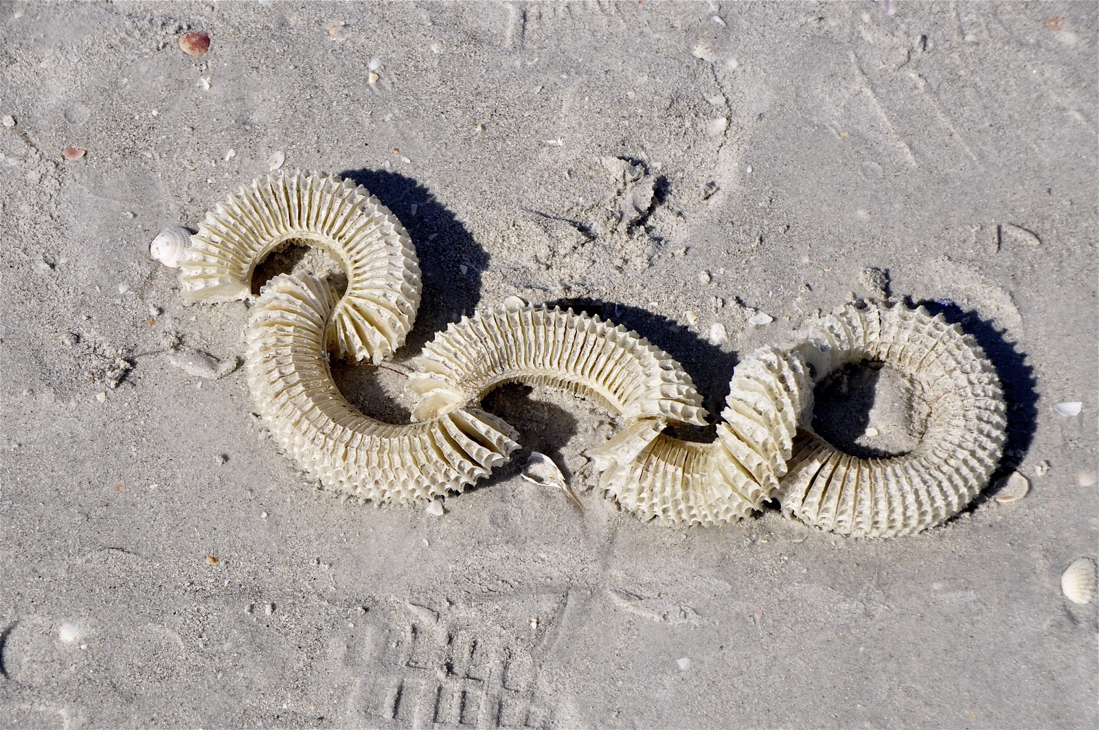 My Retiring Life: "Go on, high ship, since now, upon the shore, The ...