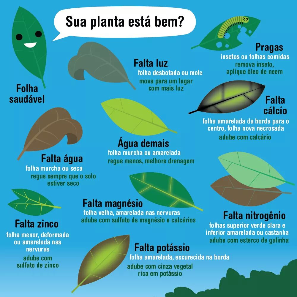 Plantio Núcleo Flor de Maria: Carência de Nutrientes e Aspectos Visuais ...