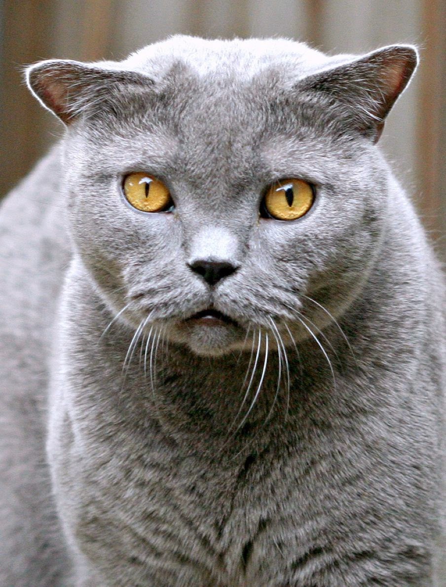 30 Cutest Pictures of British Shorthair Cat Calvin - Best Photography ...