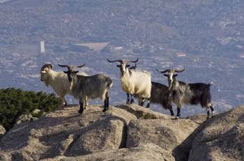 TUTTO FORMAGGI: SVIZZERA - TICINO - VALLE DI MUGGIO - ZINCARLIN