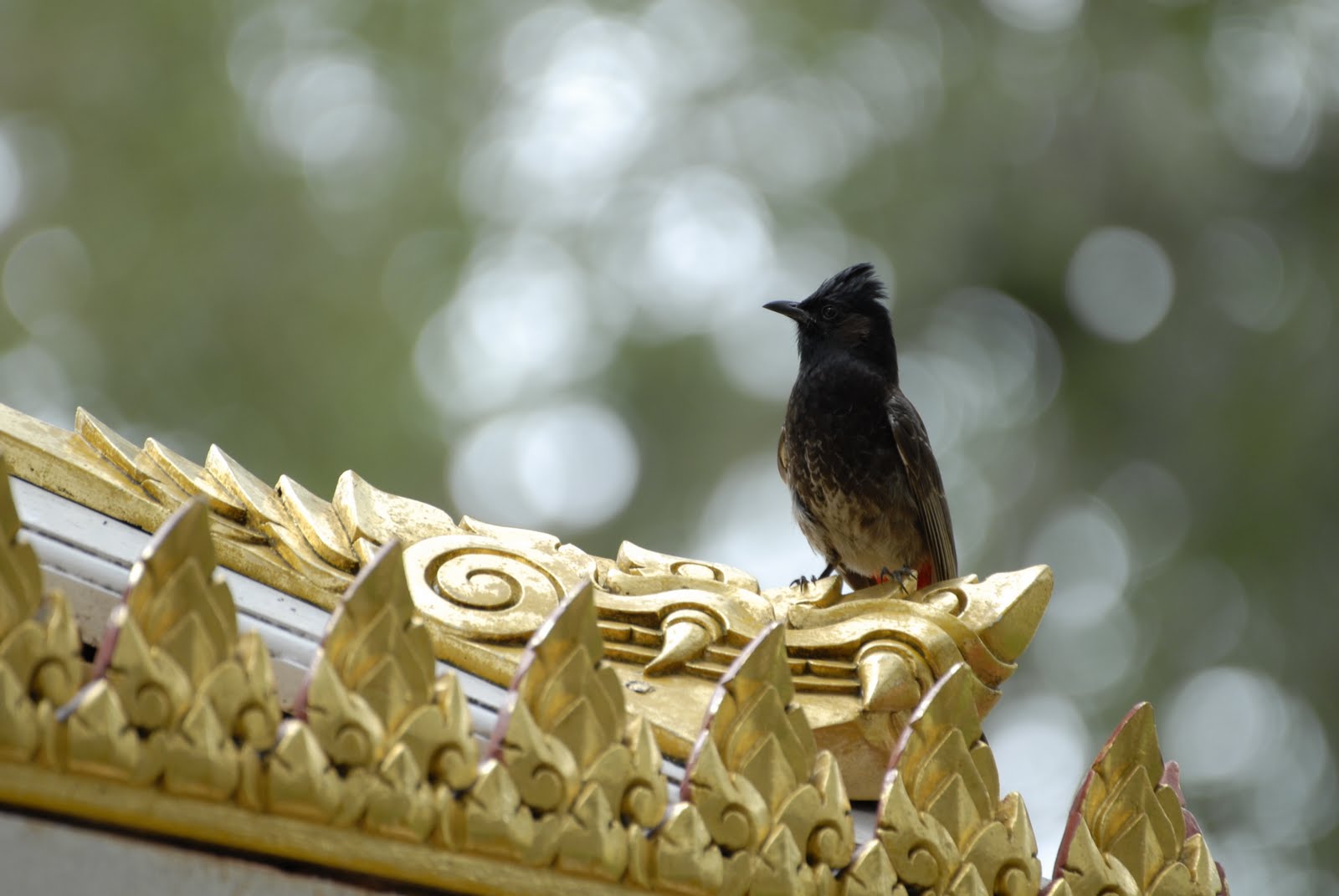 Savoring Servant: Birds on Oahu