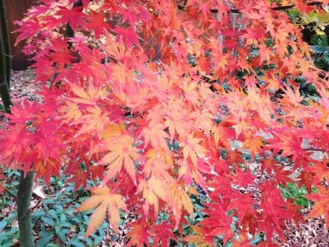 Signature Gardens: From Balmy to Brrrr