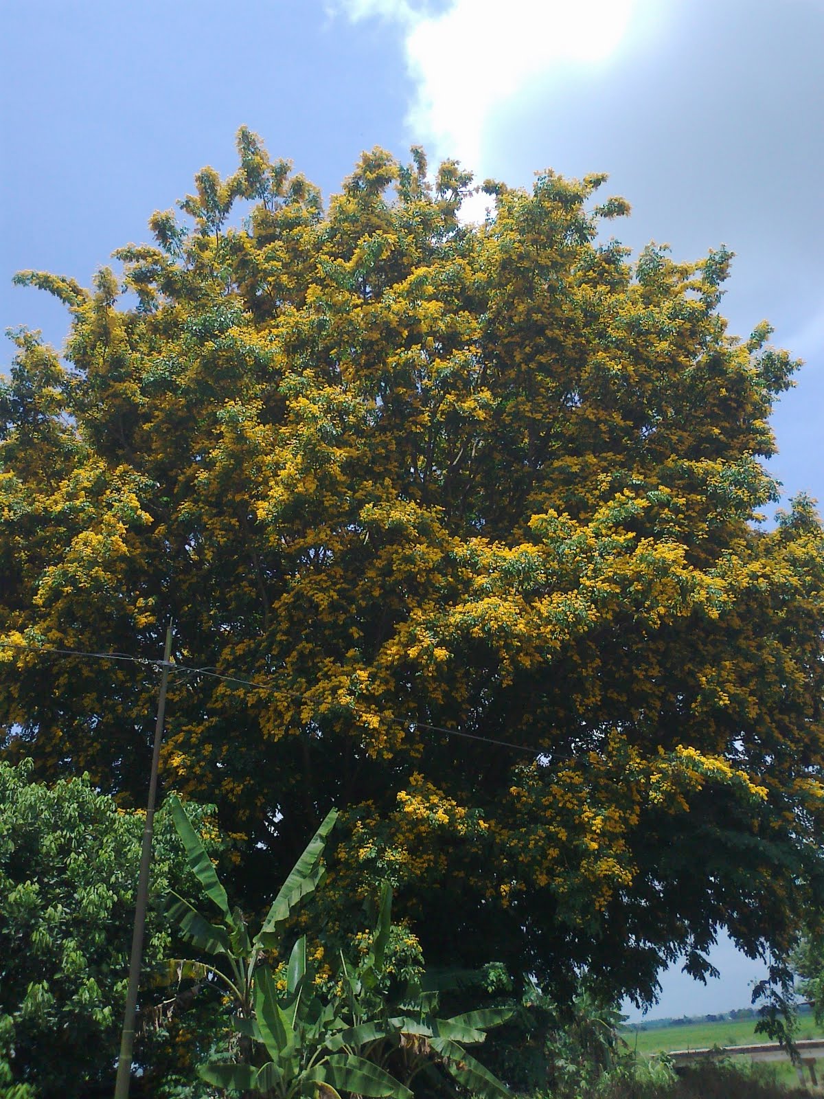 SuhaZainul: Pokok Bunga Kuning