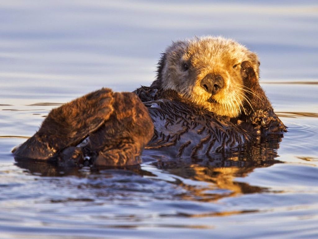 Sea Otter Desktop HD Wallpapers | Select HD Wallpapers