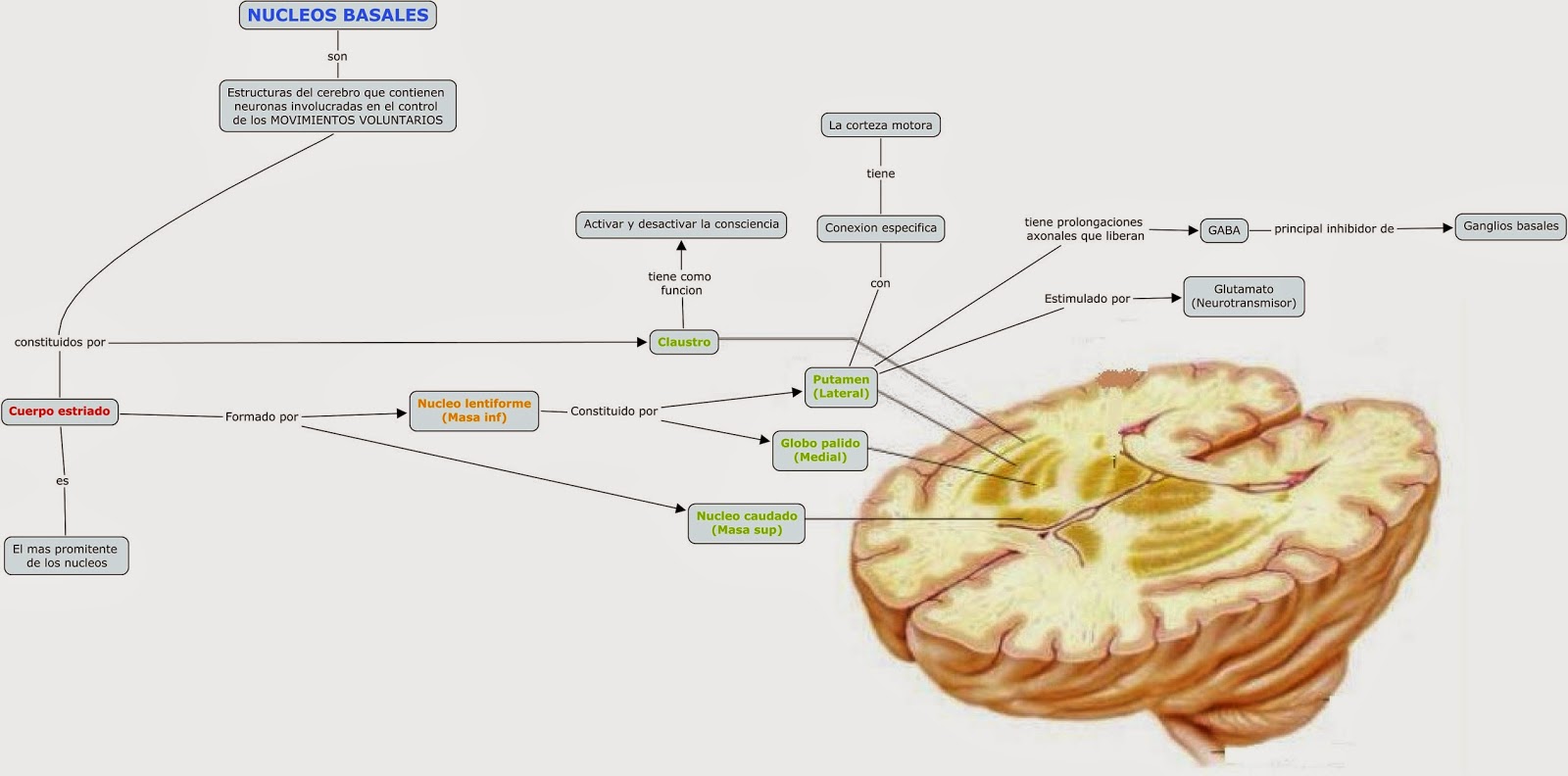 Blog de Fisiologia Medica de Miguel Angel Rivera Arce: Mapa Hibrido de ...
