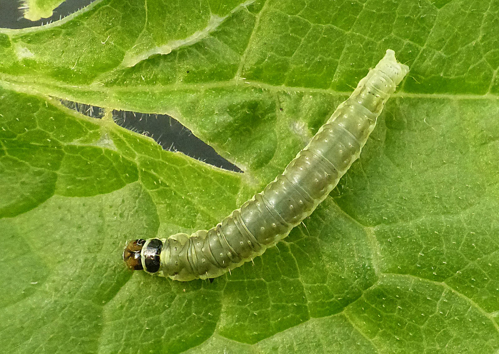 Charlie's moths of Calderdale.: TORTRICIDAE: 1 - 50
