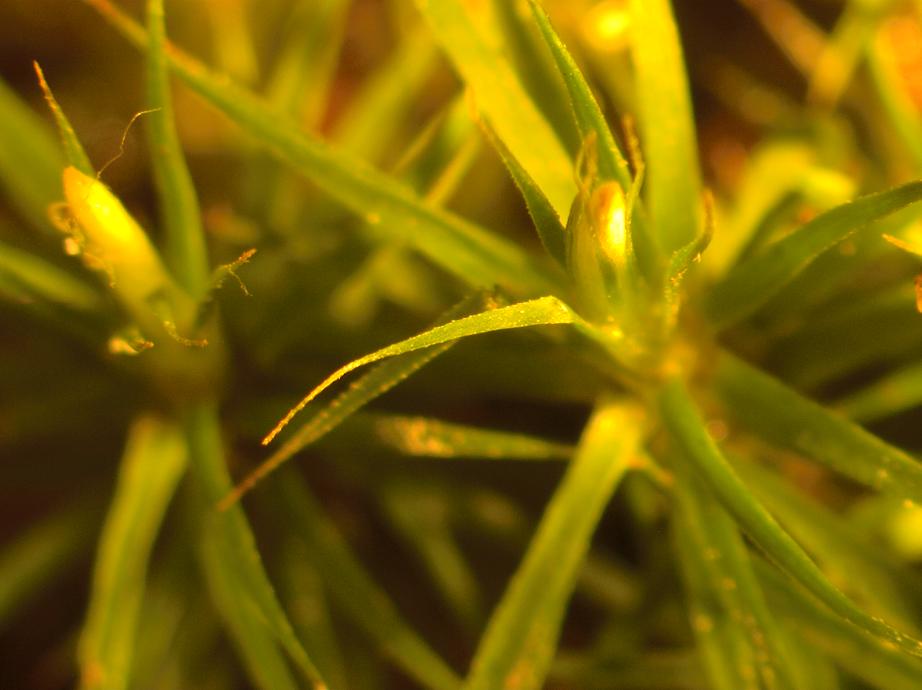 Kelcie's Non-Vascular Plant Blog: Specimen #4 Moss