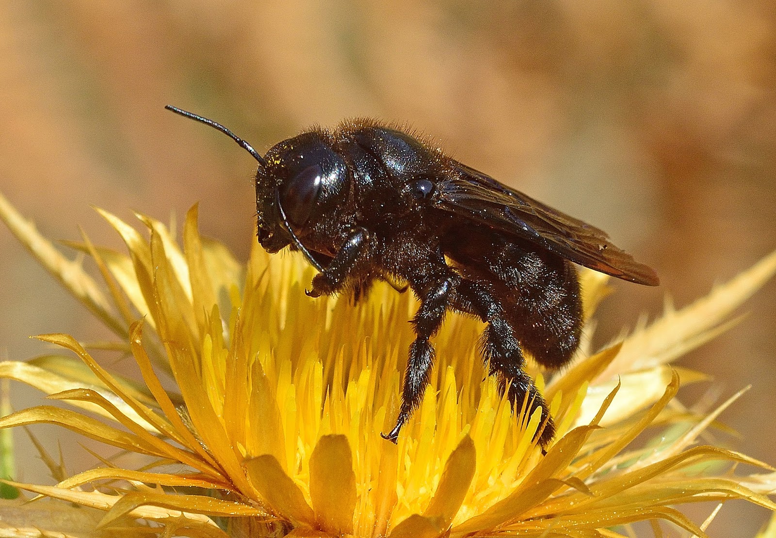 Wight Bumblees: Europe's Largest Bee.
