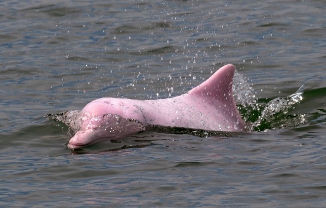 A Very Rare Pink Dolphin Was Spotted In Louisiana Waters