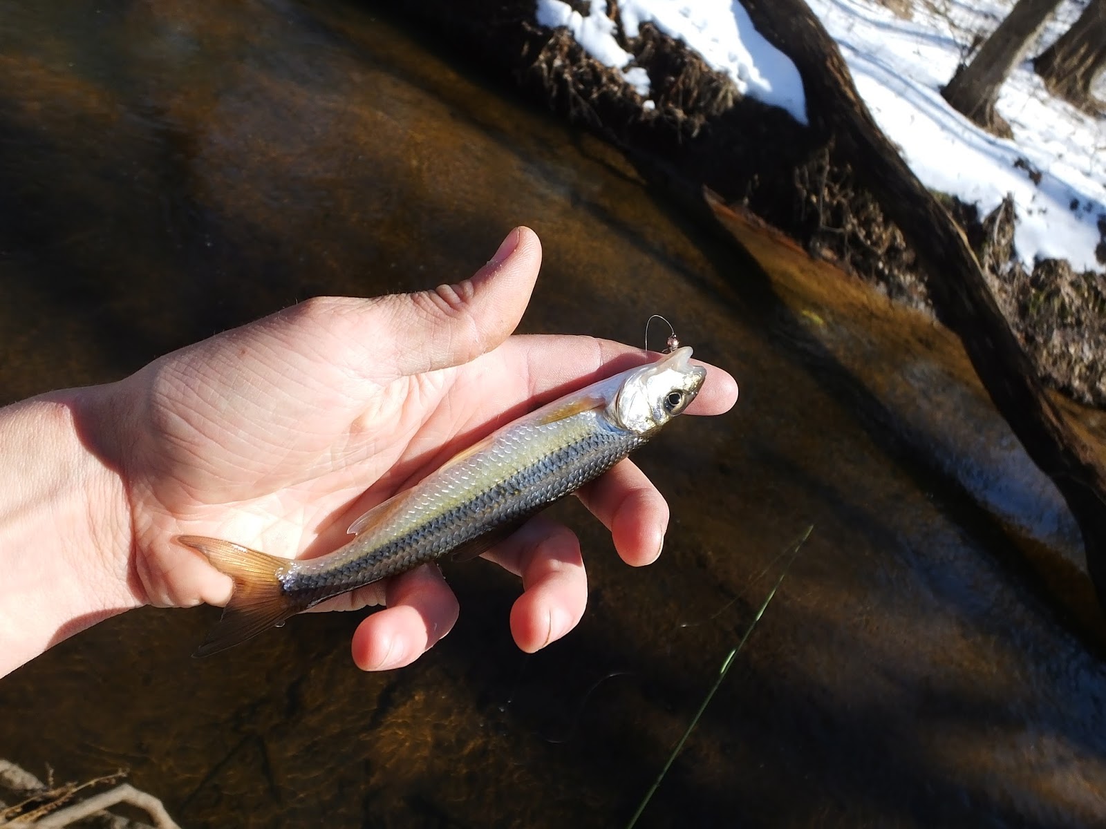 Connecticut Fly Angler: Catching Small Fish