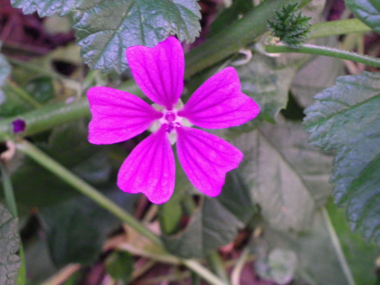 La mauve, grande mauve ou mauve sauvage