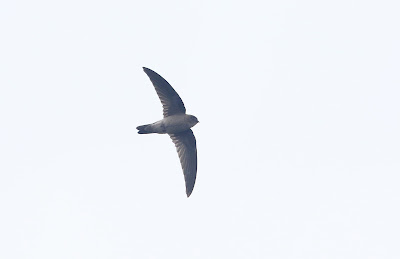Fai's Birding Blog: Germain's / Himalayan Swiftlet