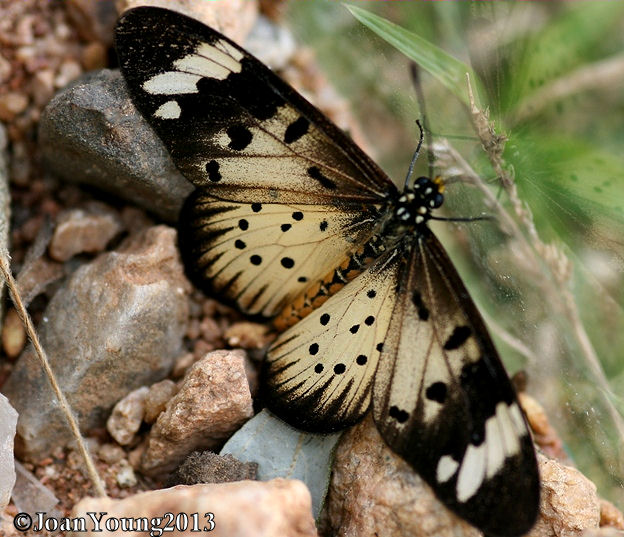 South African Photographs: White-barred Acraea - Male (Hyalites encedon)