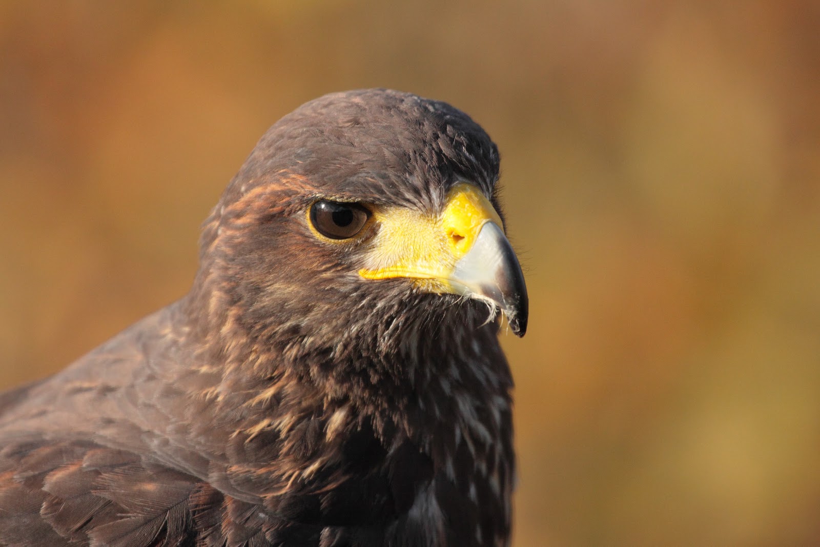 JT's Photoblog: Harris Hawk