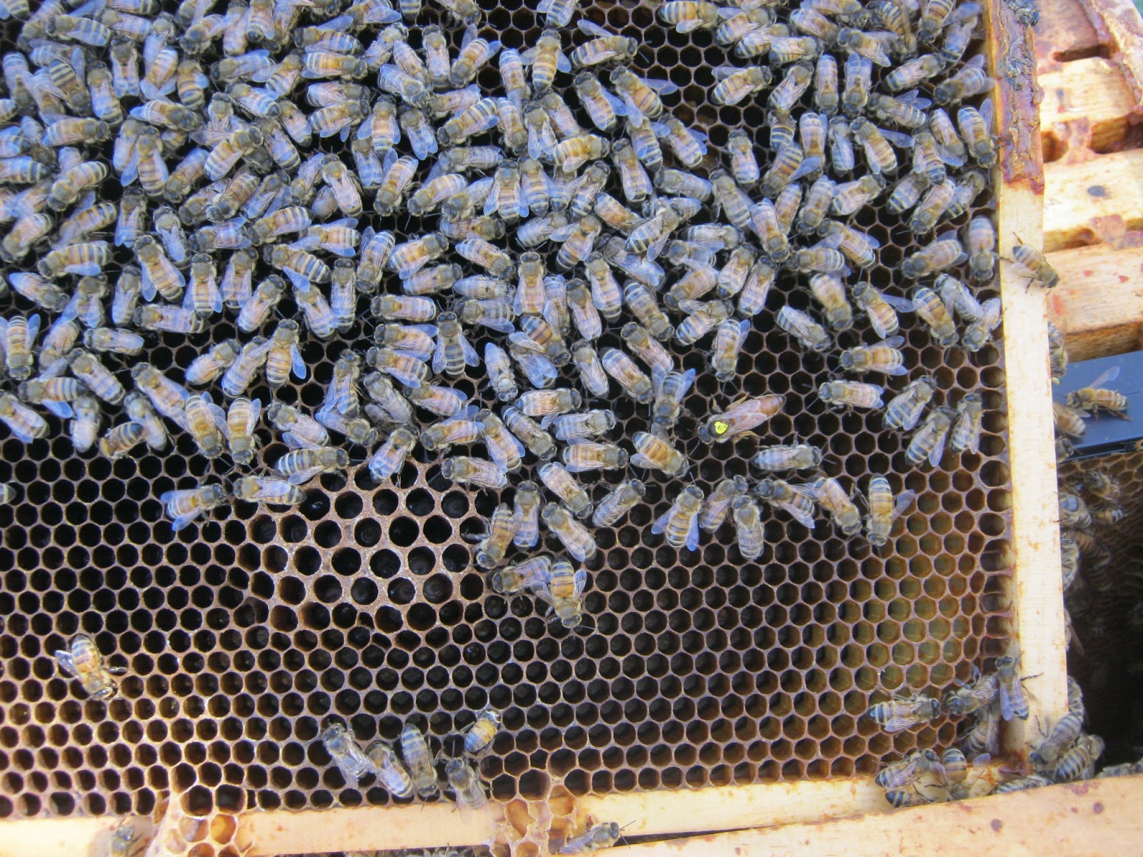 Steven's Bees: First Outdoor Bee Meeting, and a Quick Check
