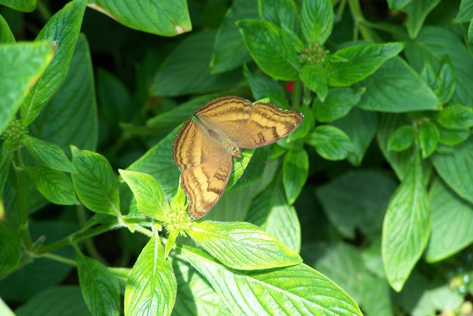 Green & Gardenia: simple & inspiring: Butterfly House