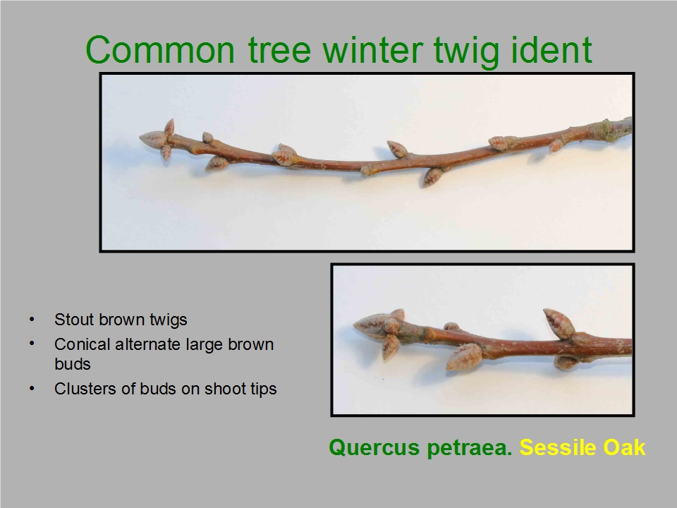 Woodland Management: A Guide: 2018