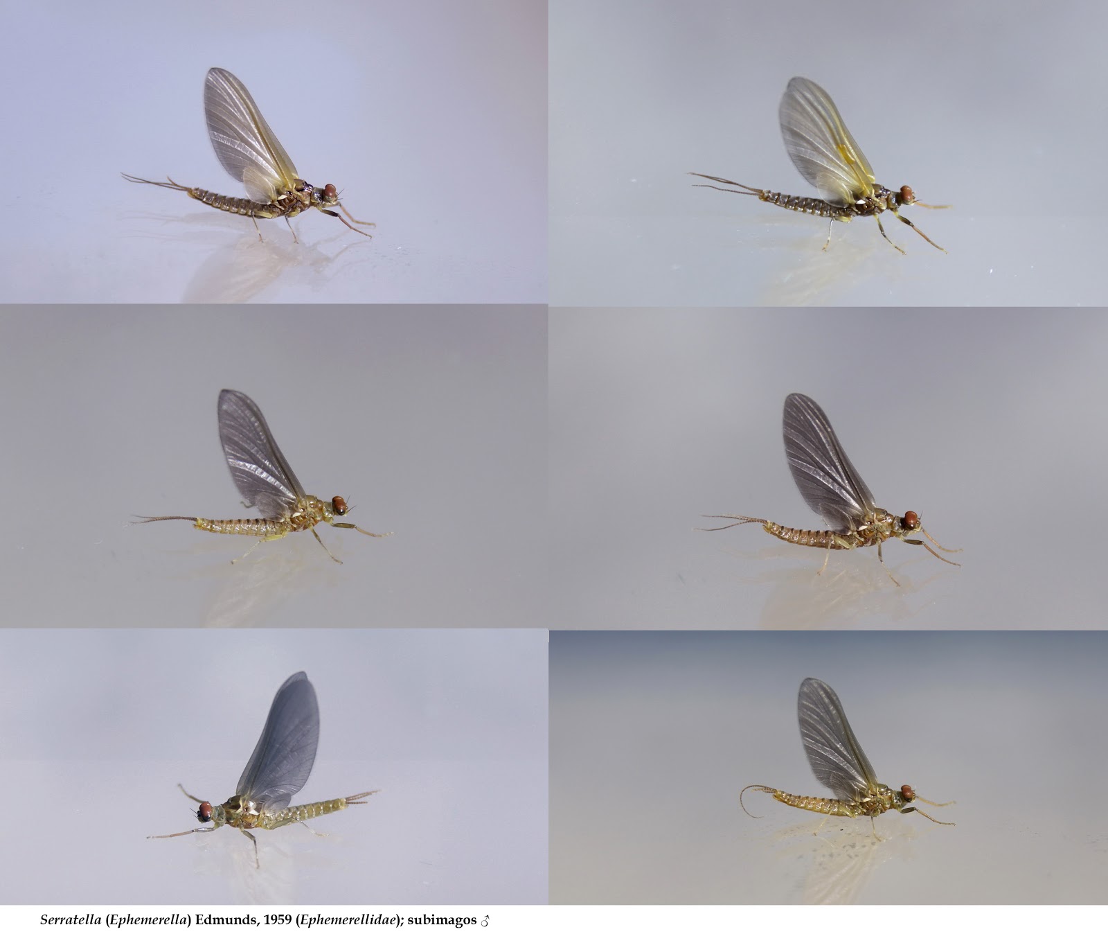 Ephemerellas del Tormes; de ninfa a imago