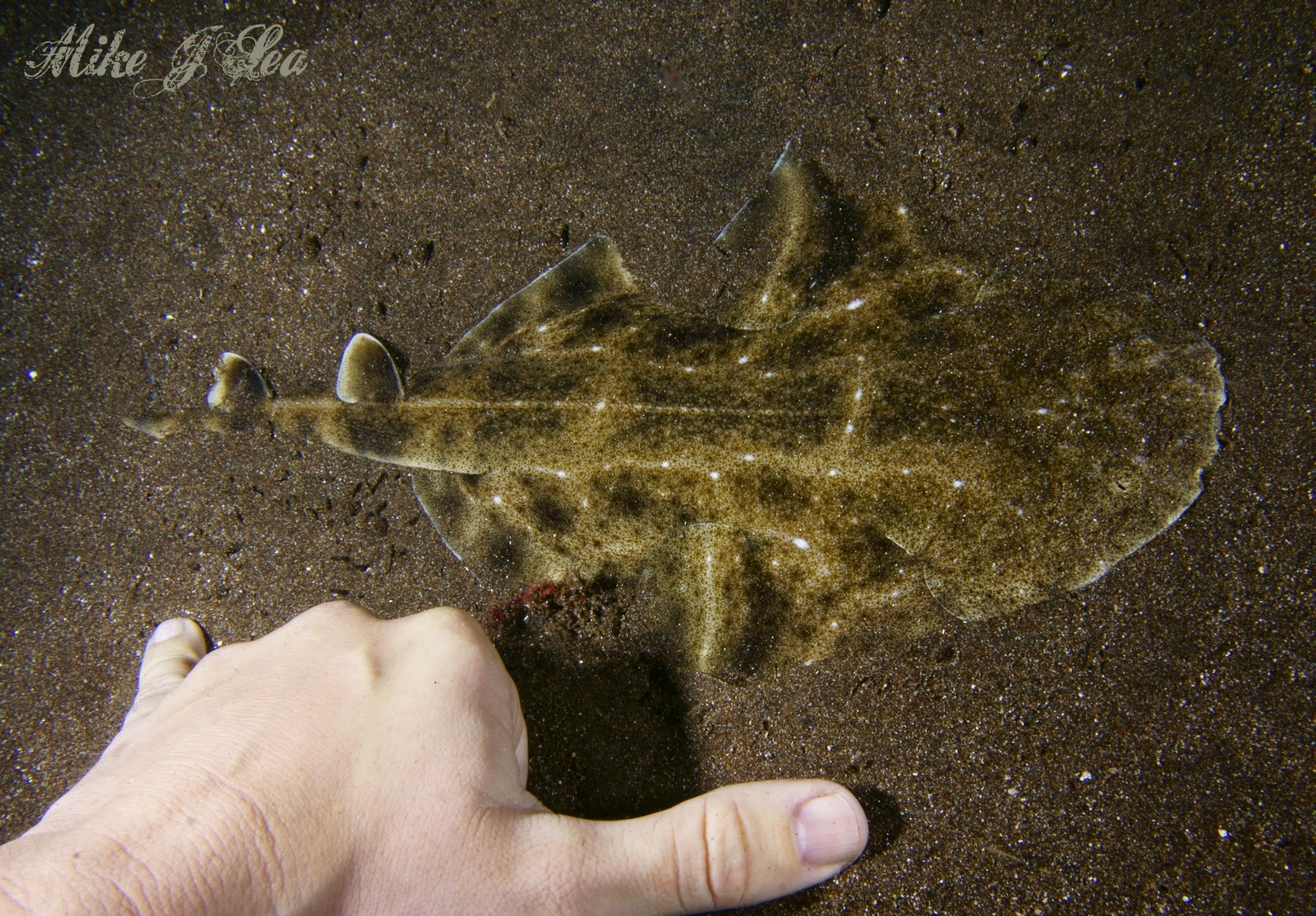 The Best Shark Dive in the World!: Baby Angel Sharks!
