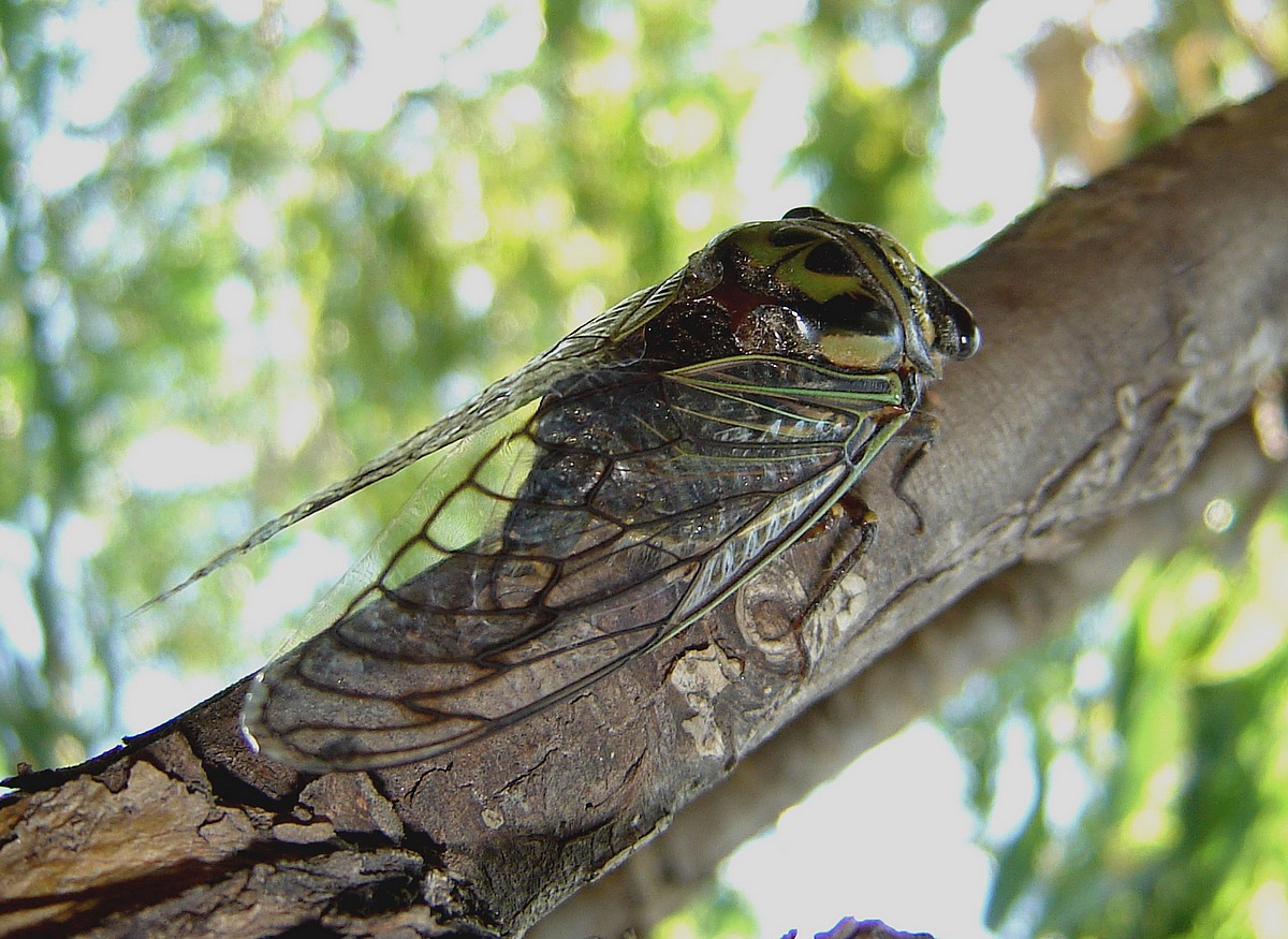UEP!: LAS CIGARRAS O CHICHARRAS (CIGALES).