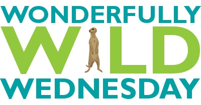 Wonderfully Wild Wednesday: Waxy frogs