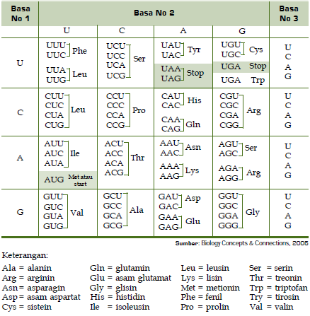 Pengertian Dan Tabel Proses Pembentukan Arahan Genetik Asam Amino ...