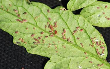 fitofarmacia.ro: Combaterea puricilor de plante