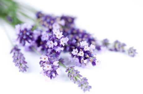 Beauty Beholder's Eye: The Blog: LAVENDER SKIN CARE