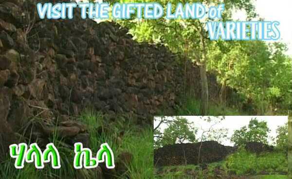 DAWRO CULTURE CENTER ONLINE