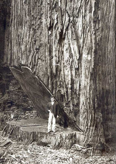 20 Vintage Photos of Lumberjacks Who Felled Big Trees Using Only Hand ...