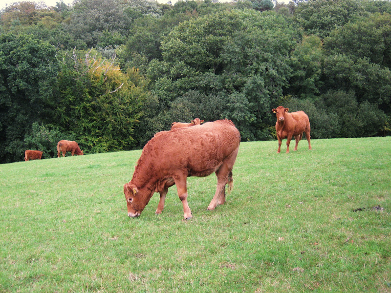 CUT and DRY : Happy Cattle + Have a Great Weekend