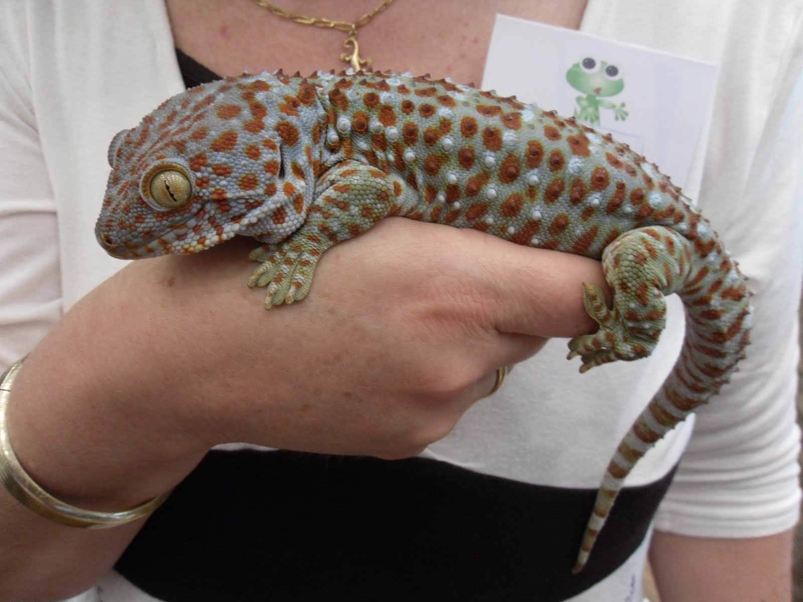 Gedanken Krimskrams: 162/365 Gekko gecko