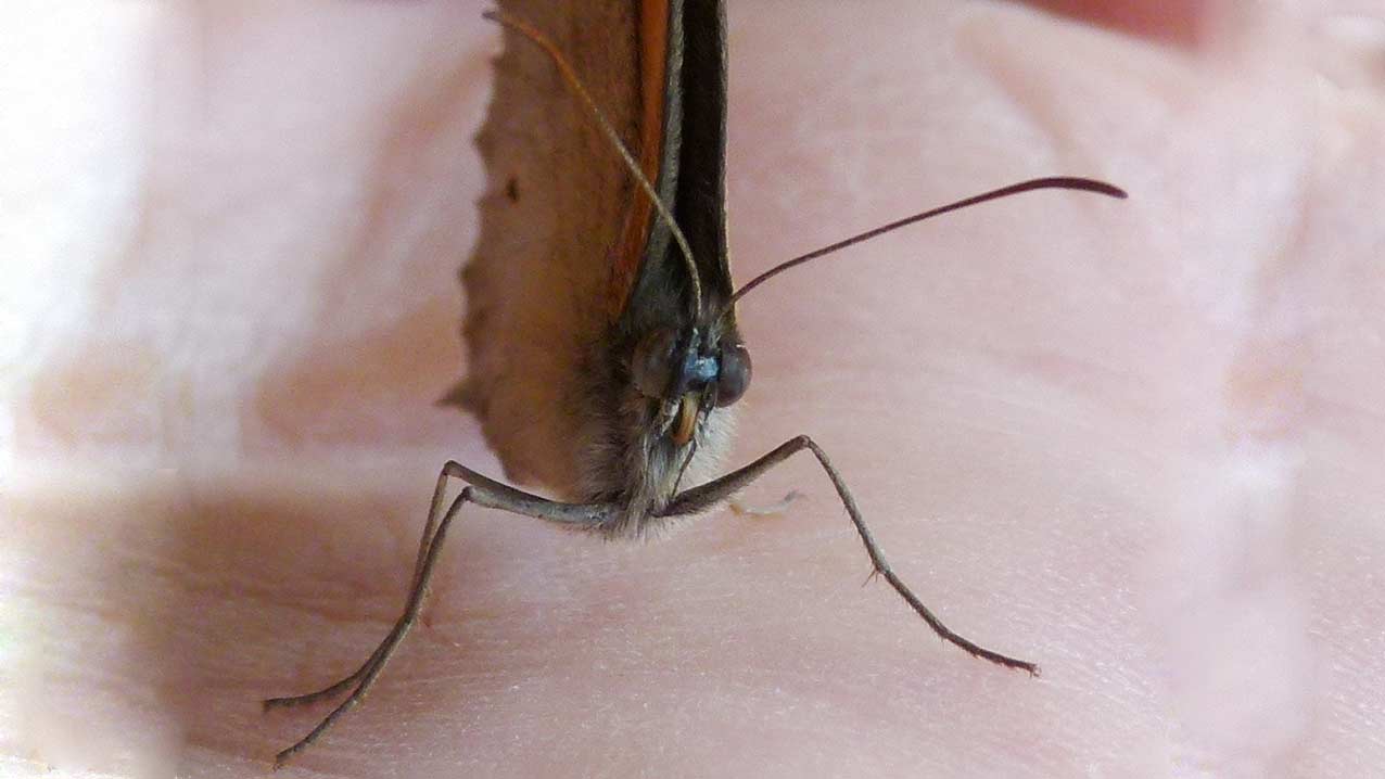 Faune Flore d'Ul: Papillon : Le Myrtil (Maniola jurtina)