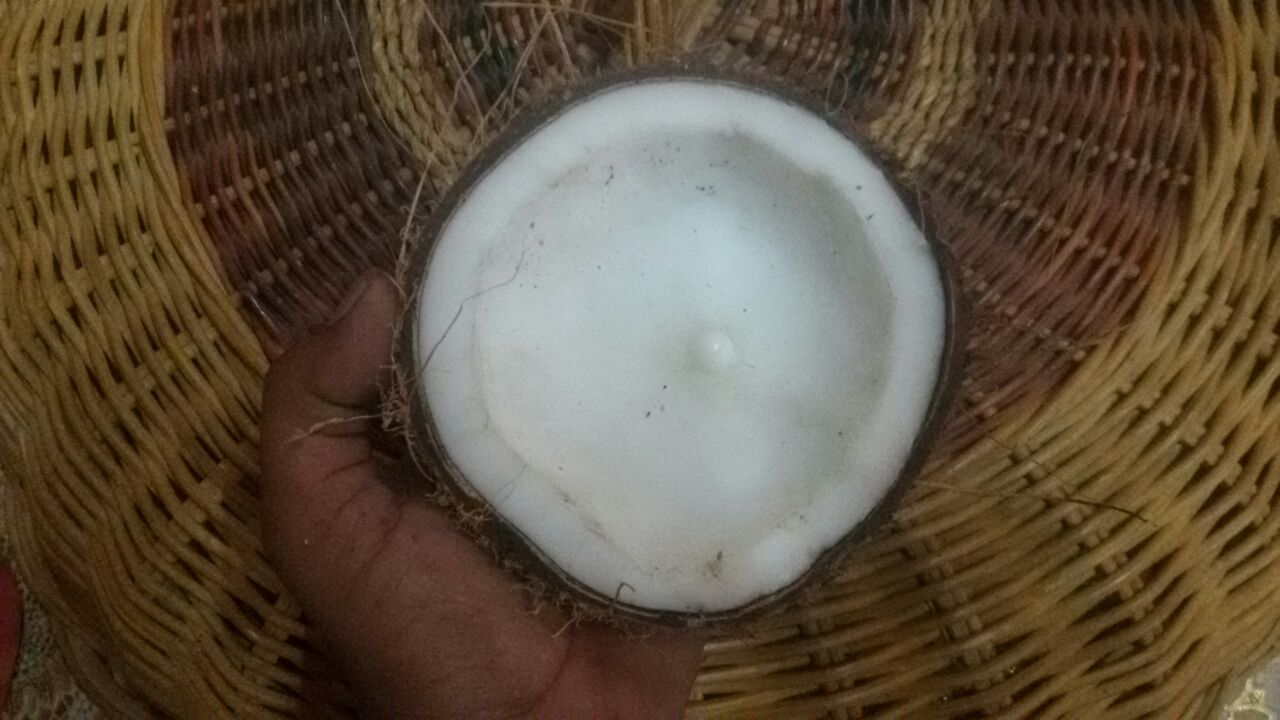 mistik-ajaib.blogspot.com: RARE!!!!!!!! BUNTAT KELAPA ASLI UNTUK ...