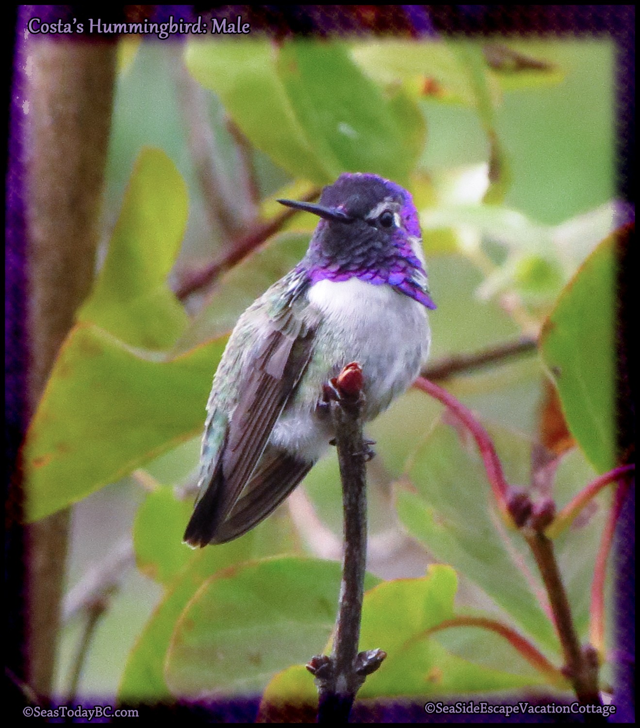 BC Rare Bird Alert: RBA: COSTA'S HUMMINGBIRD in Powell River - Sept 7/ ...
