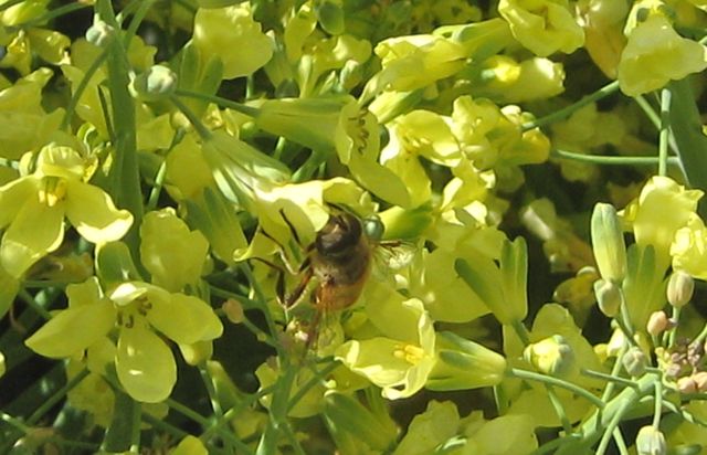 The Farmer Fred® Rant: Random Garden Thoughts and Pictures