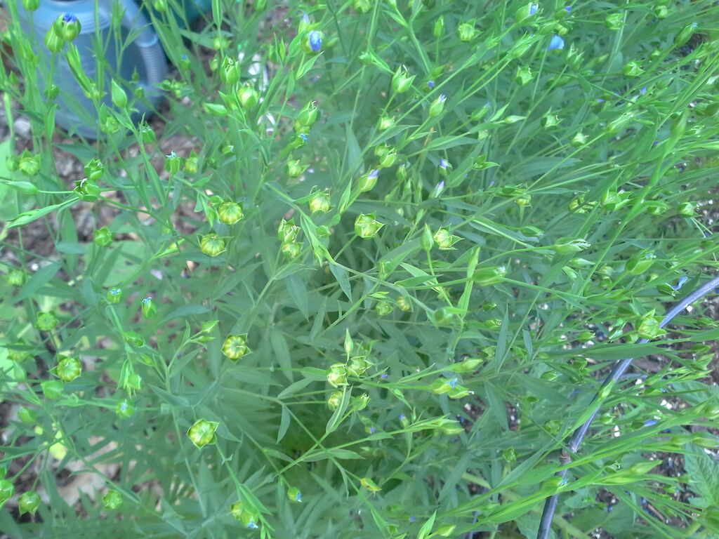 Growing Golden Flax in a home garden - Zone 4 ~ The Suburban Jungle