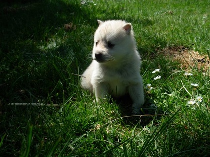 White Pomsky Puppy For Sale