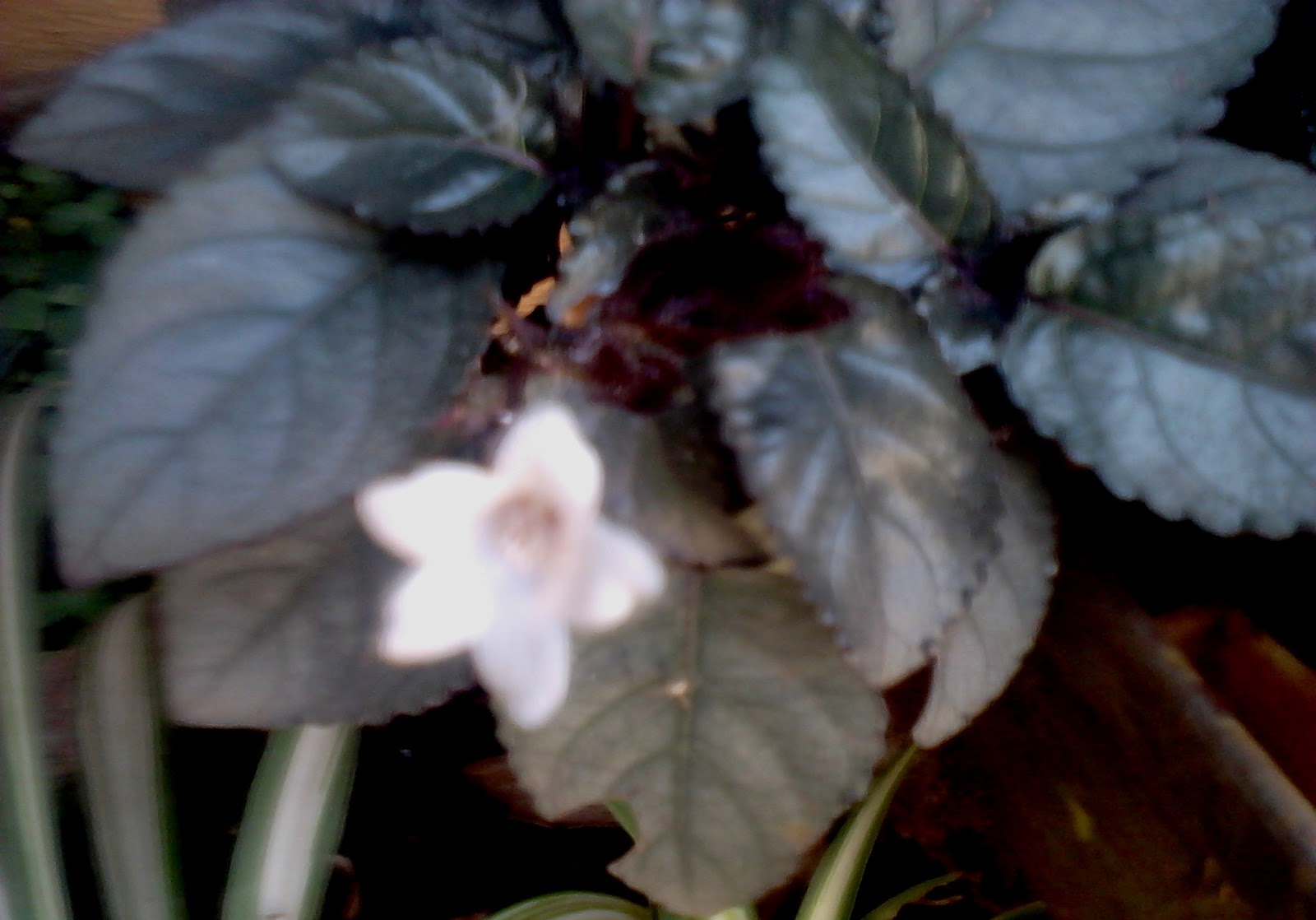 Garden Care Simplified: Purple Copper Leaf Plant Metallic Leaves Good ...