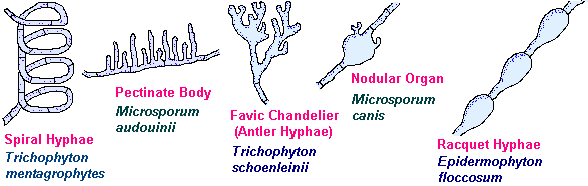 microbiology: INTRODUCTION TO MYCOLOGY