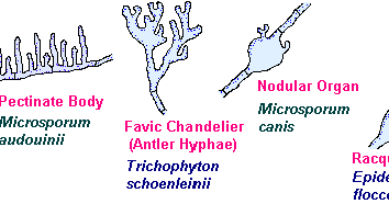 microbiology: INTRODUCTION TO MYCOLOGY