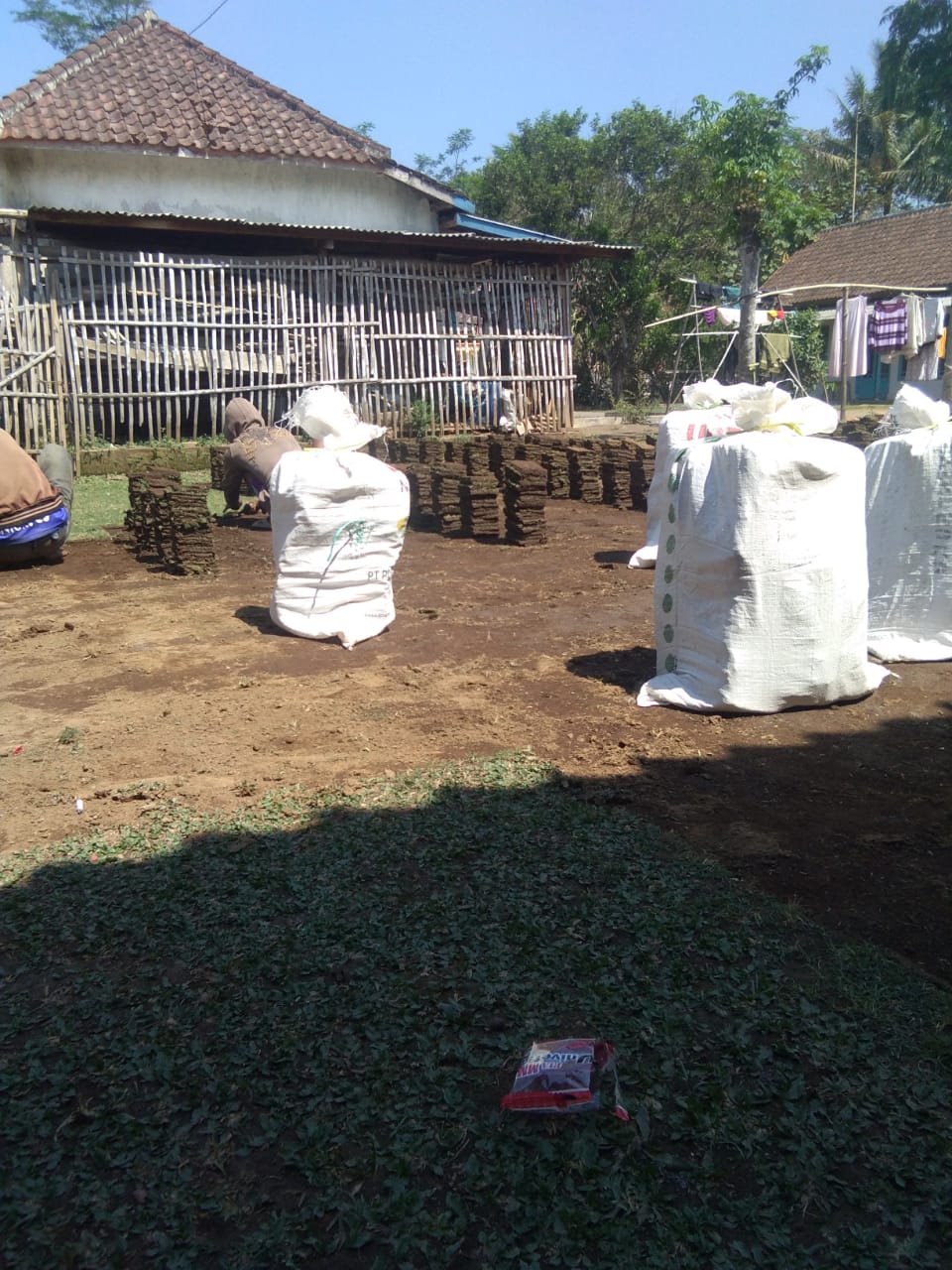 Rumput kuburan , Rumput makam Juni Tahun 2023 ~ JUAL RUMPUT TAMAN DAN ...